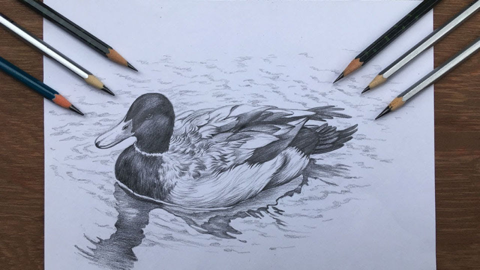 25 Easy Duck Drawing Ideas - How to Draw a Duck - Blitsy