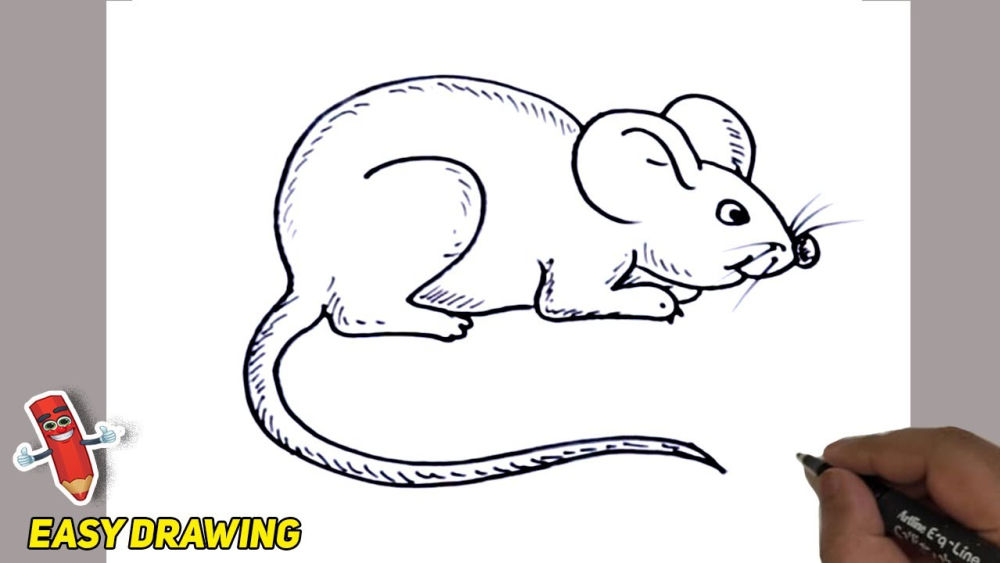 25 Easy Rat Drawing Ideas - How to Draw a Rat