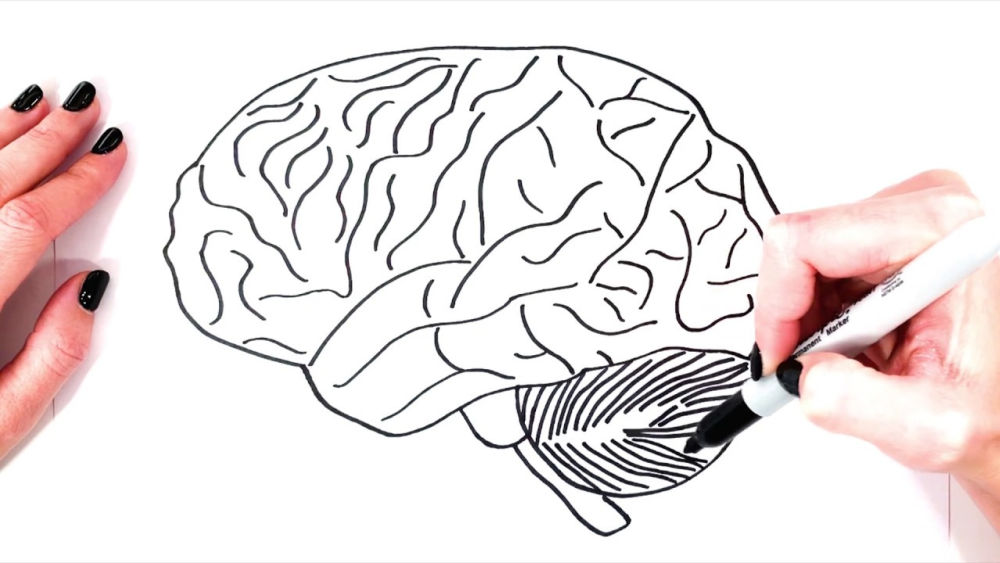 20-easy-brain-drawing-ideas-how-to-draw-a-brain-blitsy