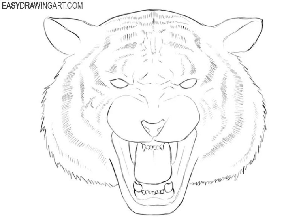 25 Easy Tiger Drawing Ideas - How to Draw a Tiger - Blitsy
