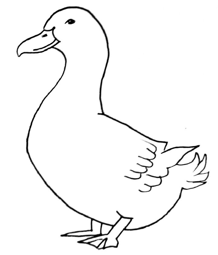 25 Easy Duck Drawing Ideas - How to Draw a Duck - Blitsy