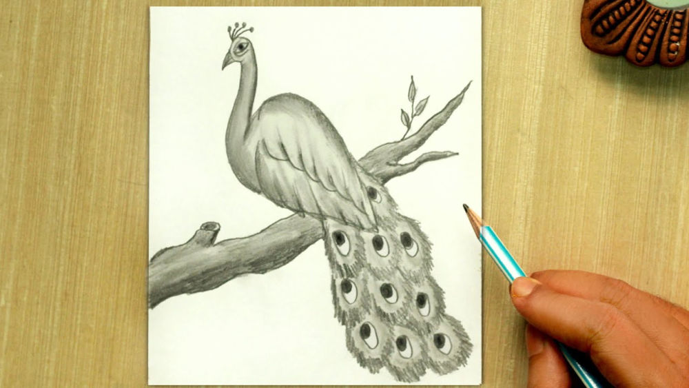 25 Easy Peacock Drawing Ideas - How to Draw Peacock