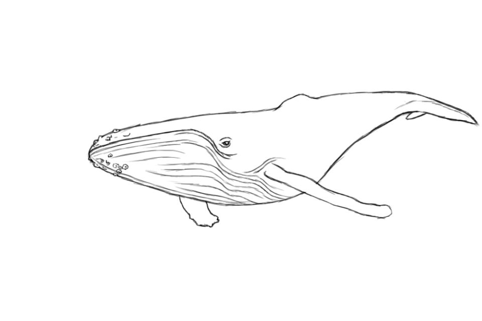 25 Easy Whale Drawing Ideas - How to Draw a Whale