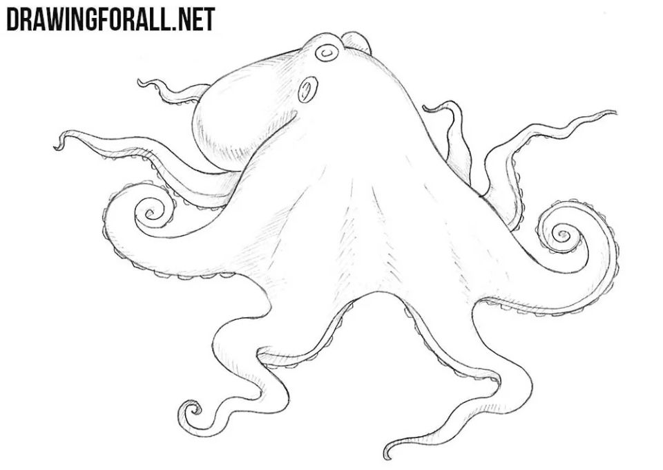20 Easy Octopus Drawing Ideas - How to Draw an Octopus