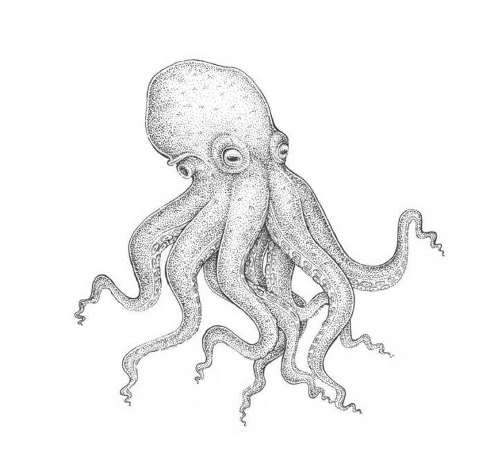 20 Easy Octopus Drawing Ideas - How to Draw an Octopus