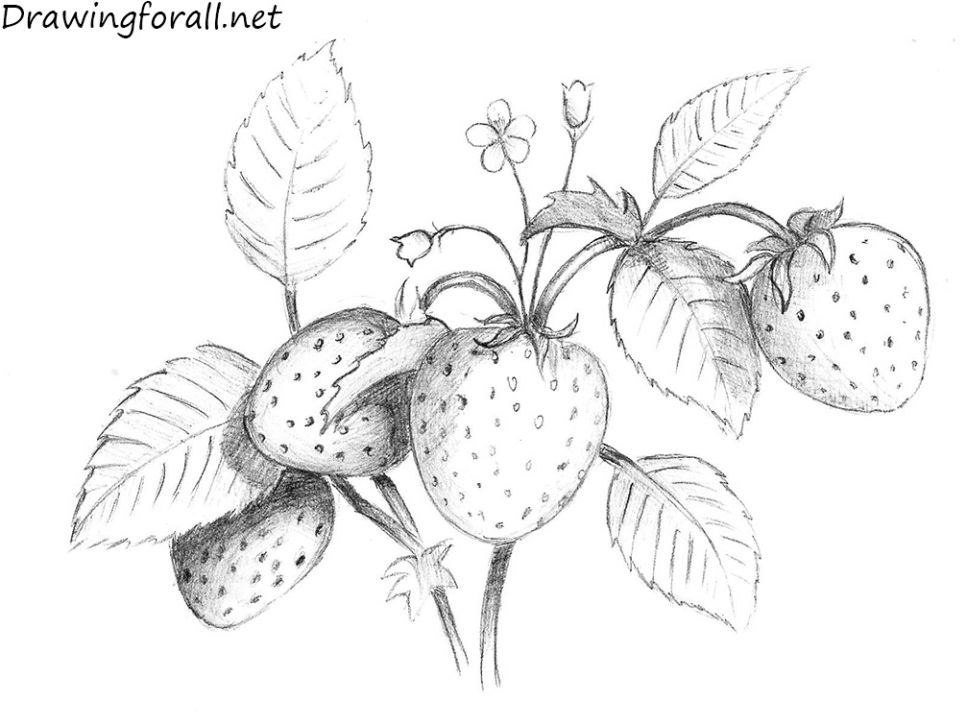 20 Easy Strawberry Drawing Ideas - How to Draw a Strawberry
