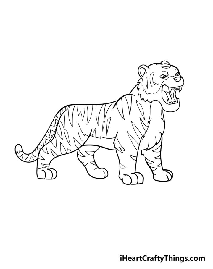 25 Easy Tiger Drawing Ideas - How to Draw a Tiger - Blitsy