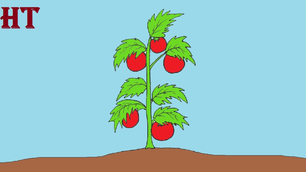 30 Easy Plant Drawing Ideas - How to Draw a Plant