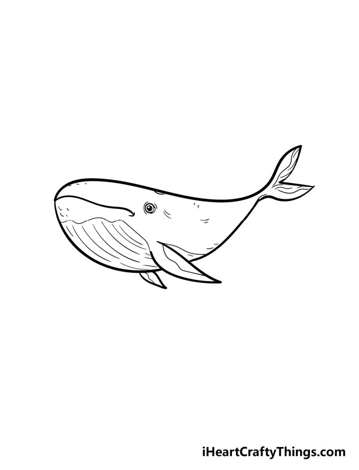 25 Easy Whale Drawing Ideas - How to Draw a Whale