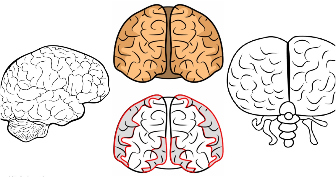 20 Easy Brain Drawing Ideas How To Draw A Brain Blitsy Images And