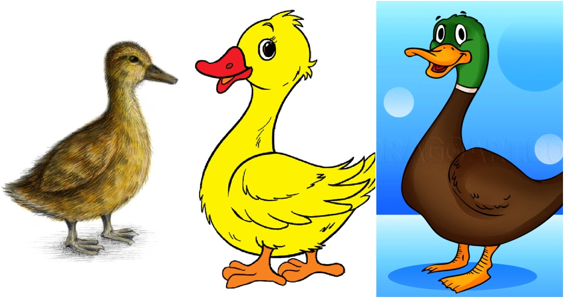 25 Easy Duck Drawing Ideas - How to Draw a Duck - Blitsy