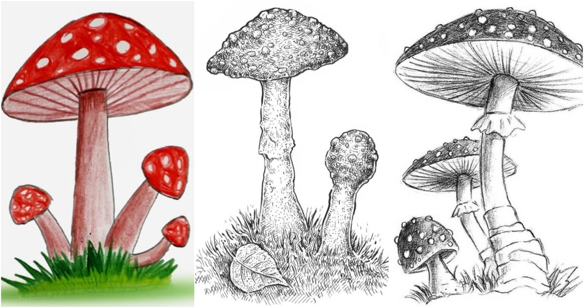 20 Easy Mushroom Drawing Ideas How To Draw A Mushroom