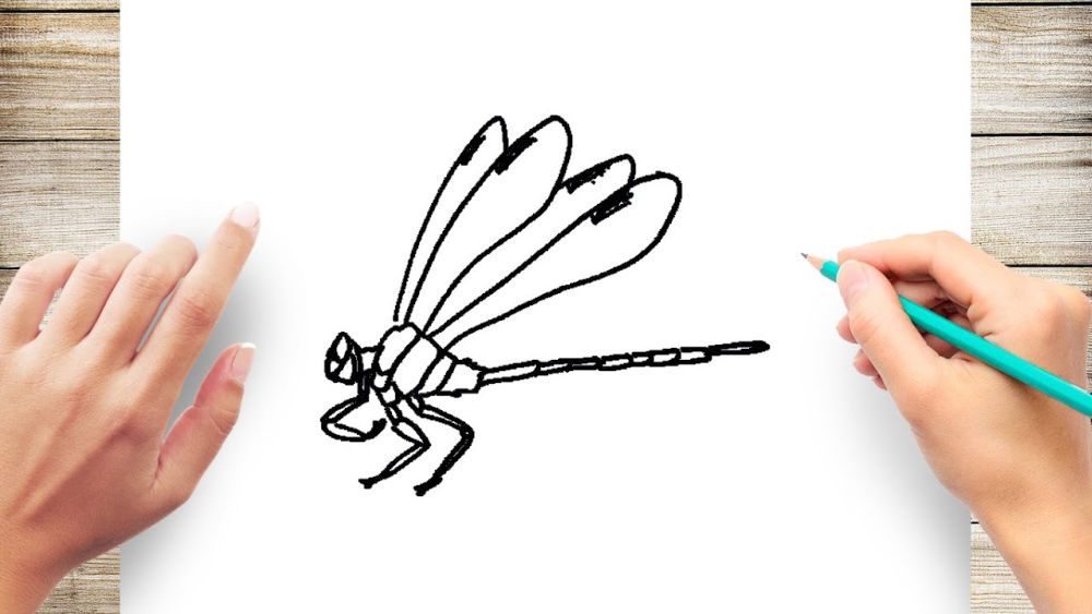 25 Easy Dragonfly Drawing Ideas - How to Draw
