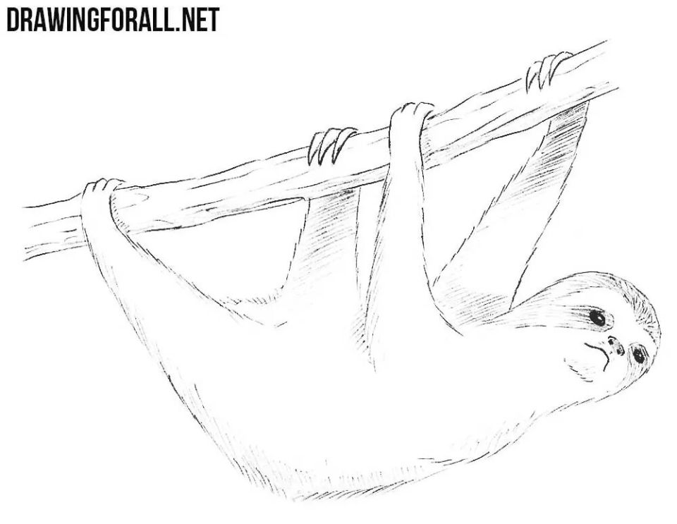 25 Easy Sloth Drawing Ideas - How to Draw a Sloth