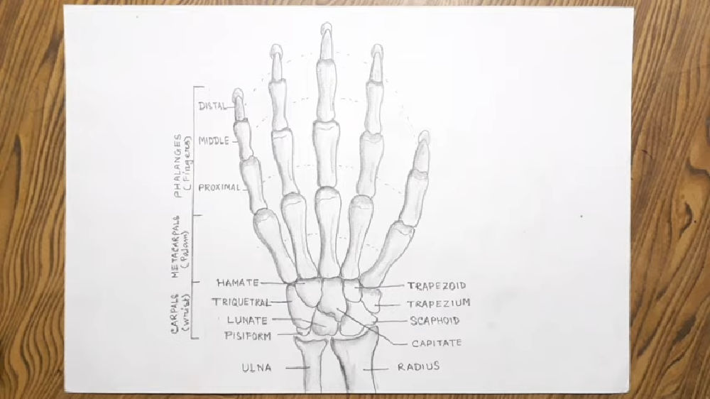 20 Skeleton Hand Drawing Ideas - How to Draw a Skeleton Hand