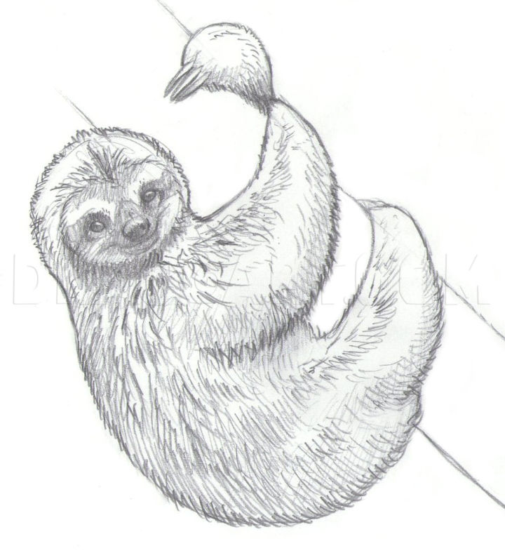 25 Easy Sloth Drawing Ideas - How to Draw a Sloth