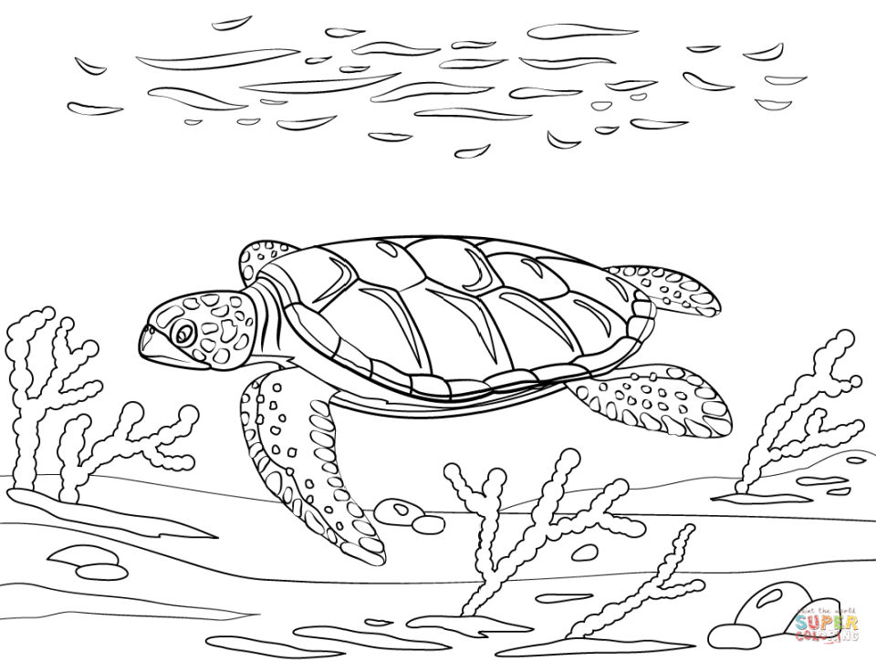 25 Free Turtle Coloring Pages for Kids and Adults