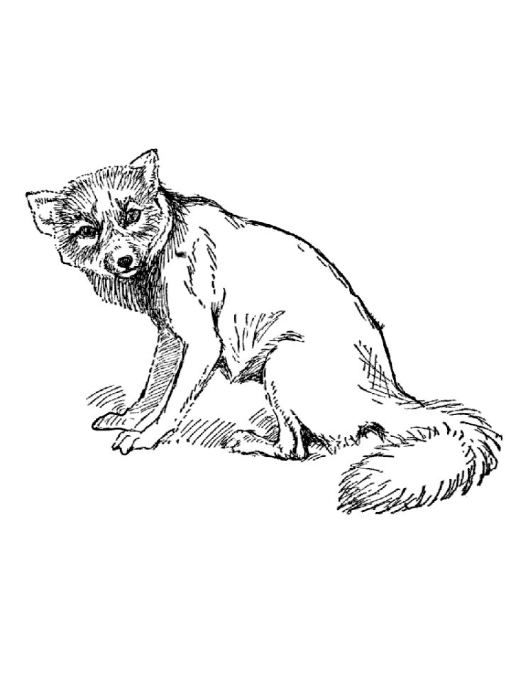 25 Free Fox Coloring Pages for Kids and Adults - Blitsy