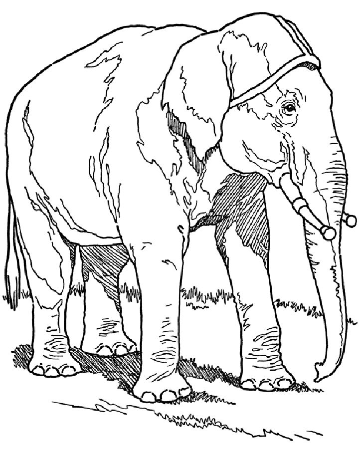 25 Free Elephant Coloring Pages for Kids and Adults