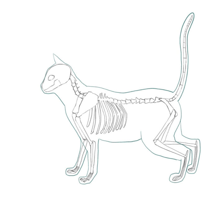 30 Cute Animal Drawings - Easy Animal Drawing Ideas