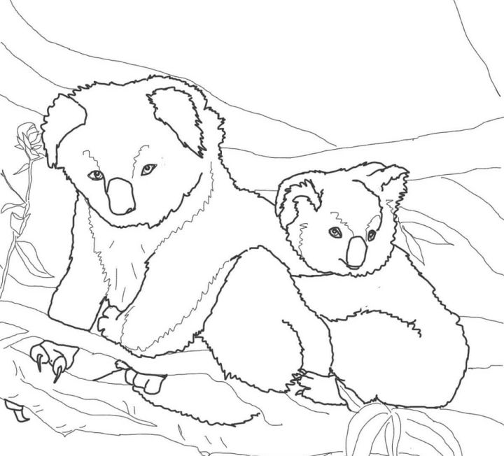 25 Free Koala Coloring Pages for Kids and Adults
