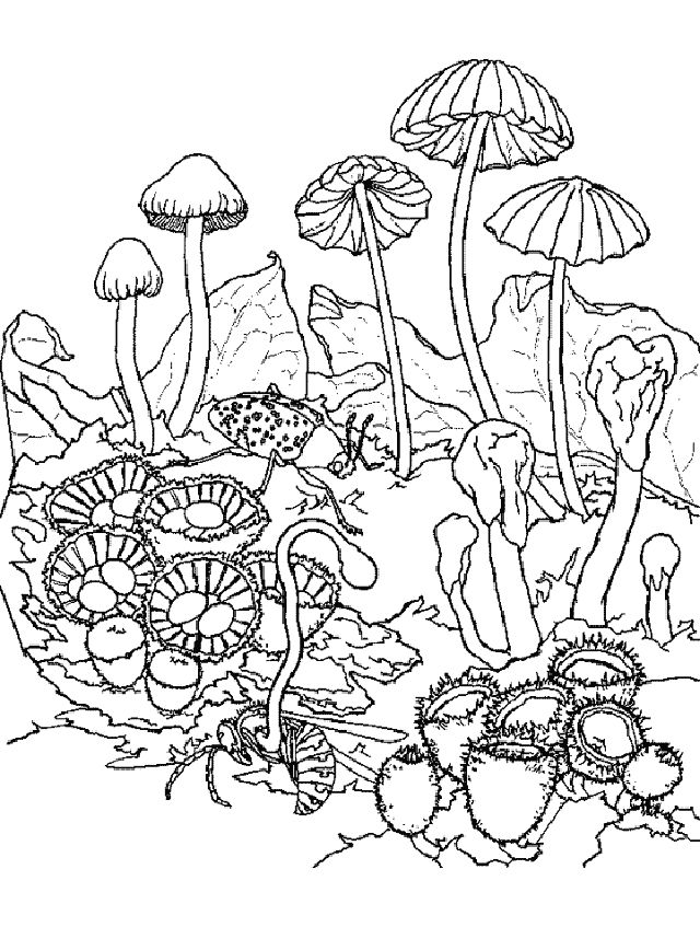 20 Free Mushroom Coloring Pages for Kids and Adults