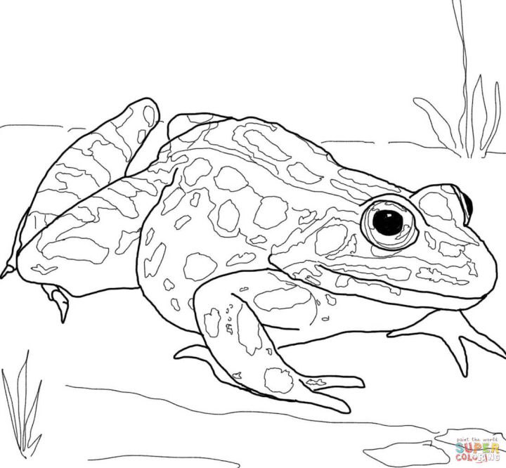 25 Free Frog Coloring Pages for Kids and Adults