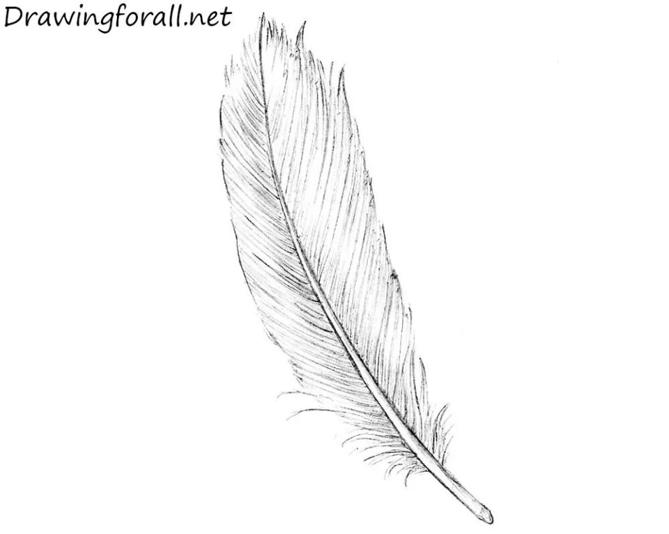 25 Easy Feather Drawing Ideas - How to Draw a Feather