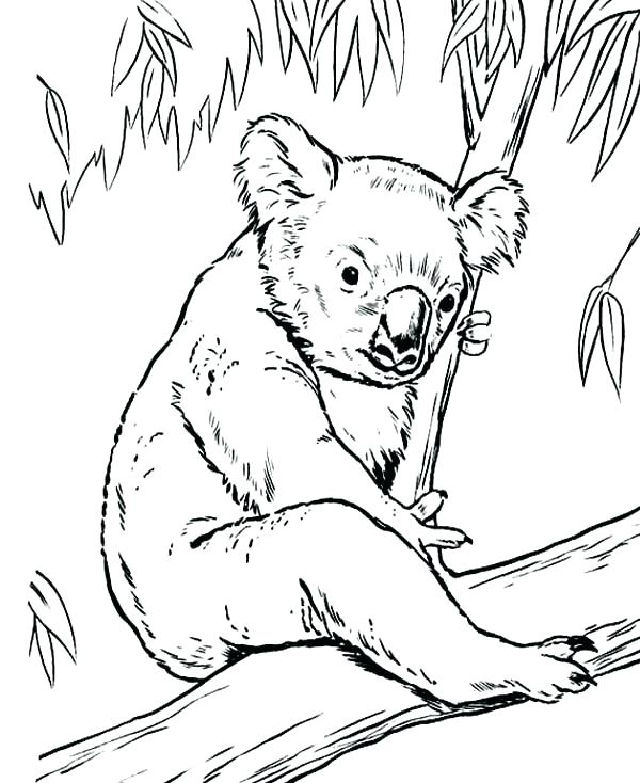 25 Free Koala Coloring Pages for Kids and Adults