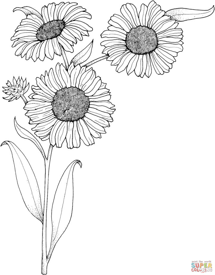25 Free Sunflower Coloring Pages for Kids and Adults