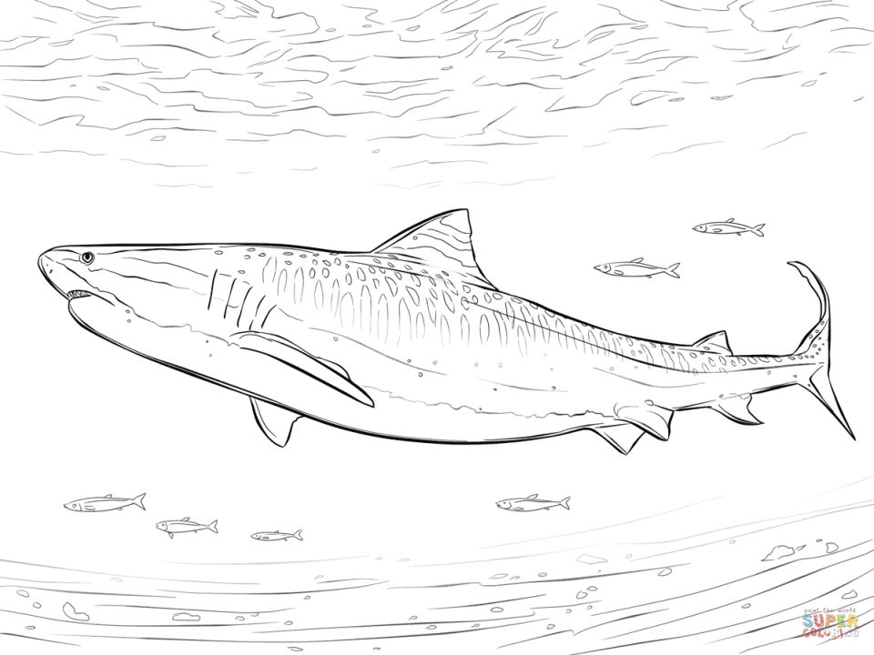 25 Free Shark Coloring Pages for Kids and Adults