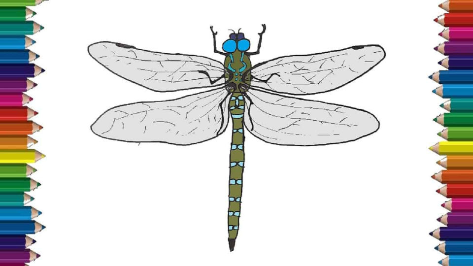 25 Easy Dragonfly Drawing Ideas - How to Draw