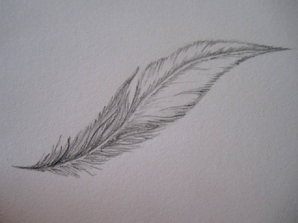 25 Easy Feather Drawing Ideas - How to Draw a Feather