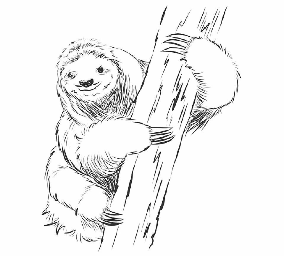25 Easy Sloth Drawing Ideas - How to Draw a Sloth