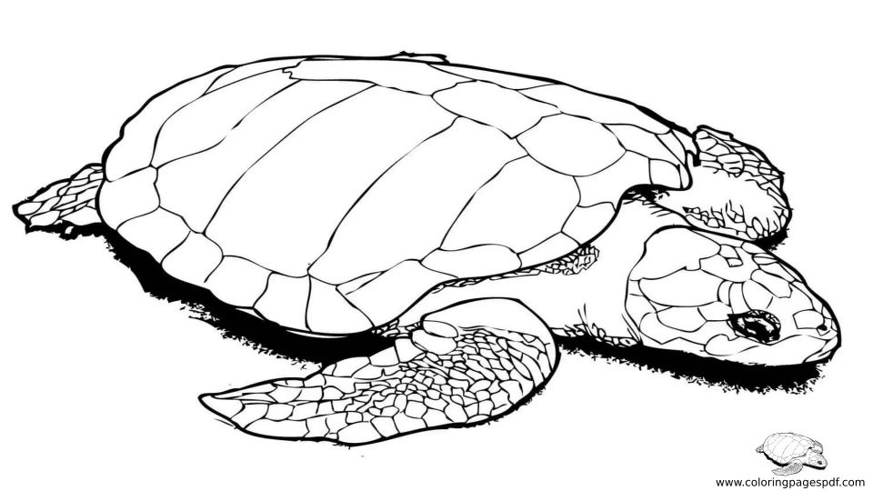25 Free Turtle Coloring Pages for Kids and Adults