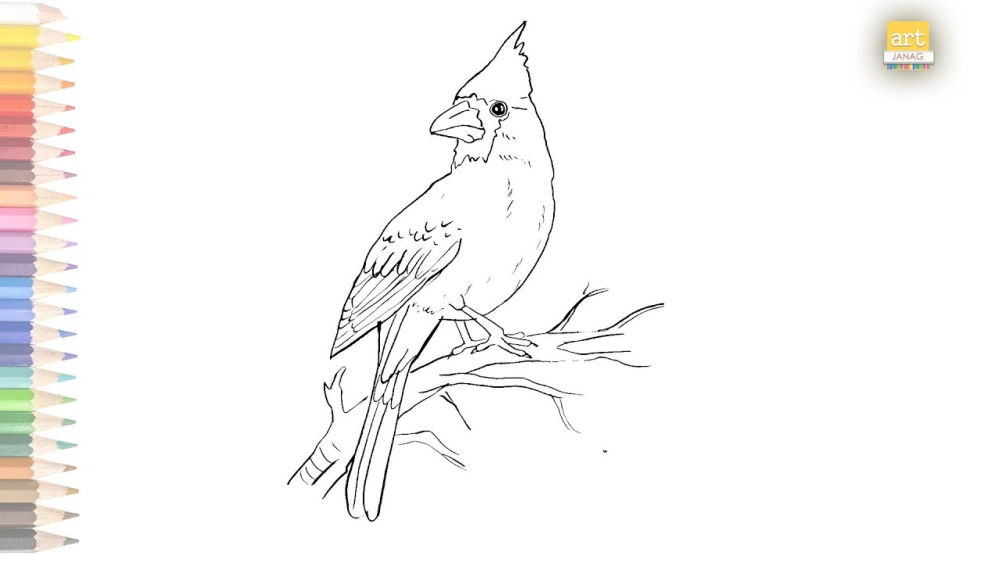 20 Easy Cardinal Drawing Ideas - Draw a Cardinal