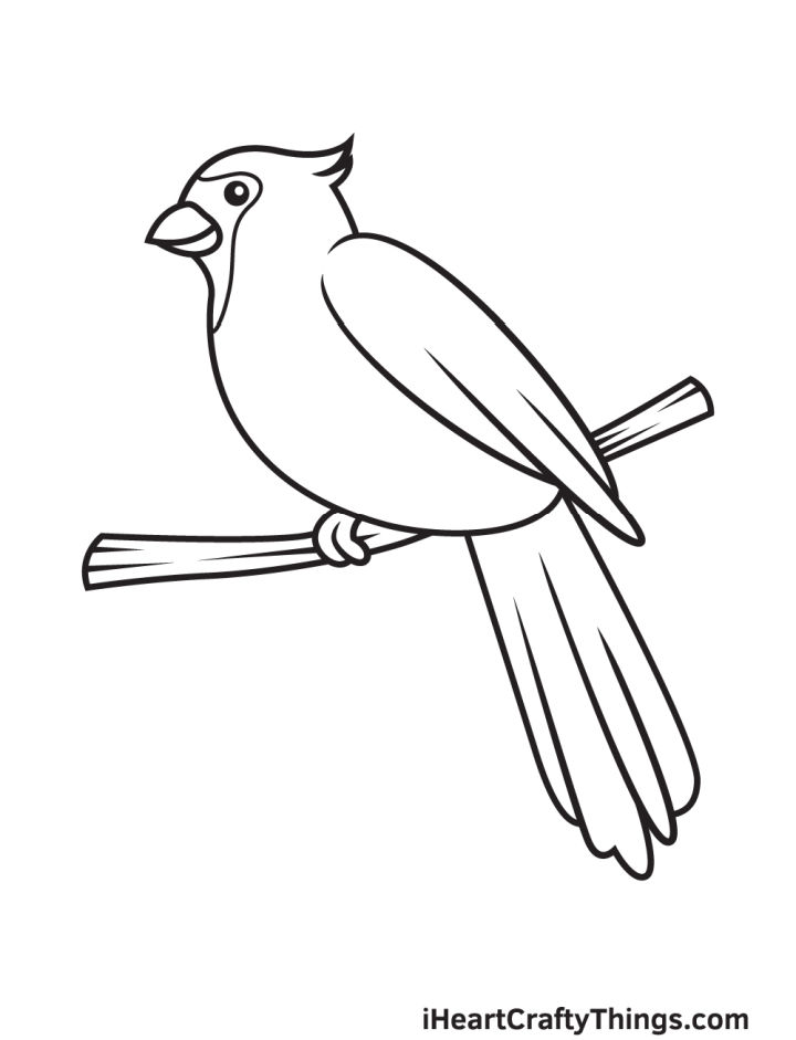 20 Easy Cardinal Drawing Ideas - Draw a Cardinal