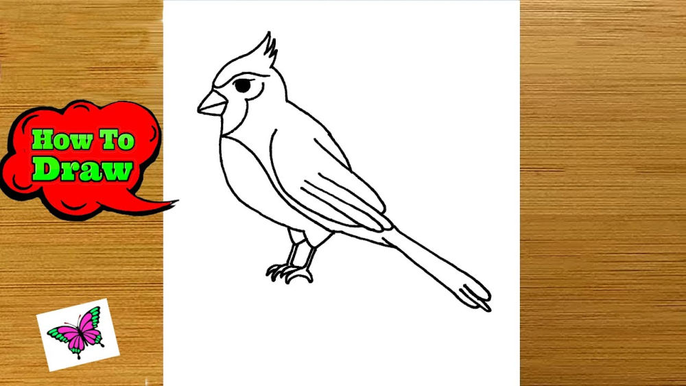20 Easy Cardinal Drawing Ideas - Draw a Cardinal