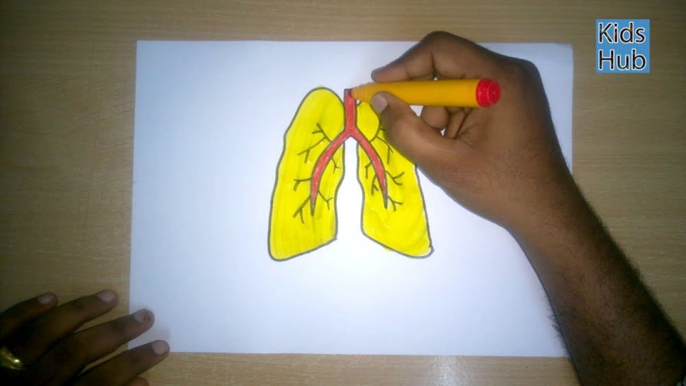 25 Easy Lungs Drawing Ideas - How to Draw Lungs