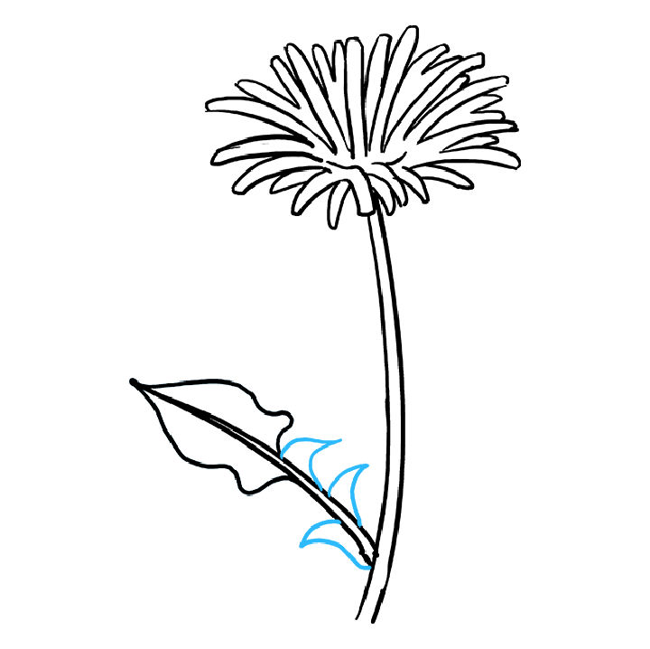 20 Easy Dandelion Drawing Ideas - How to Draw