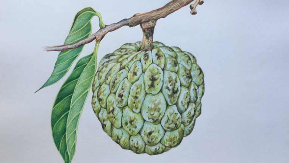 25 Easy Fruit Drawing Ideas - How to Draw Fruit