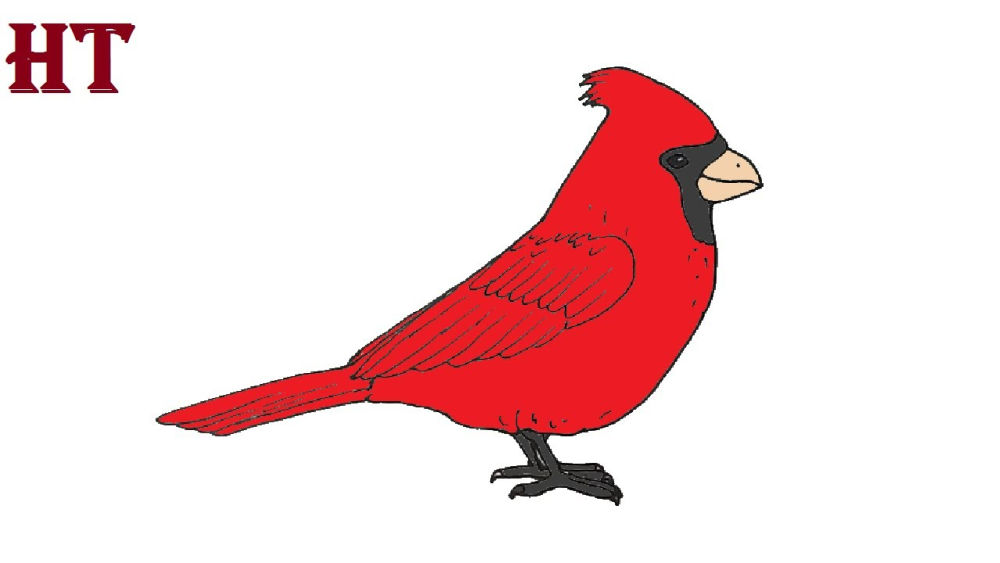 20 Easy Cardinal Drawing Ideas - Draw a Cardinal