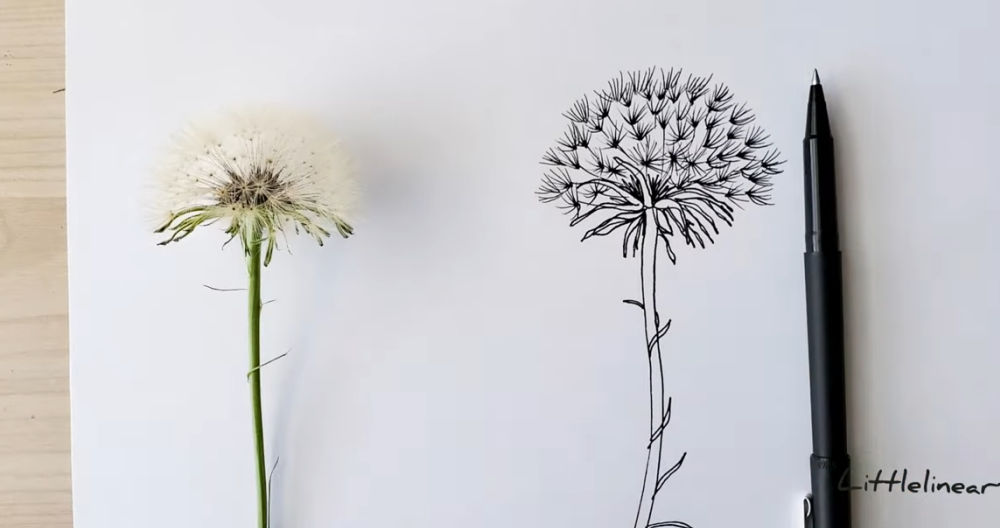 20 Easy Dandelion Drawing Ideas - How to Draw