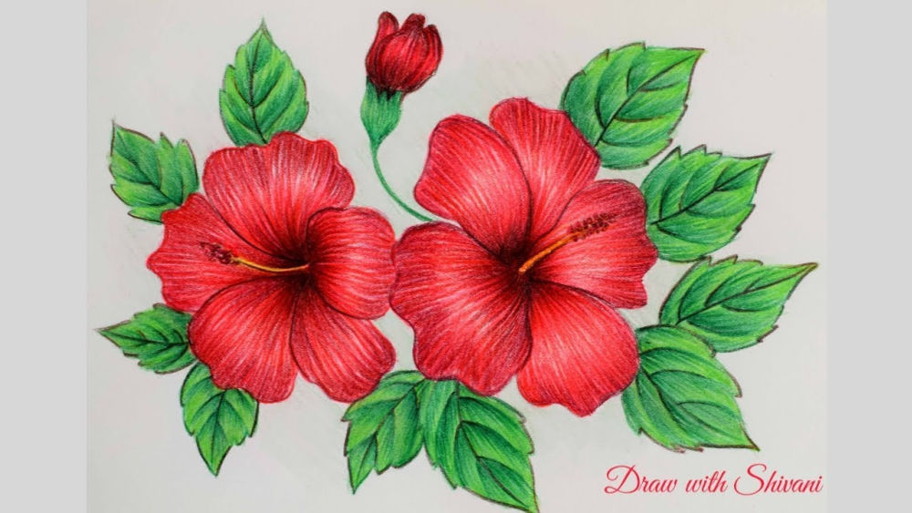 20 Easy Hibiscus Drawing Ideas - Draw a Hibiscus