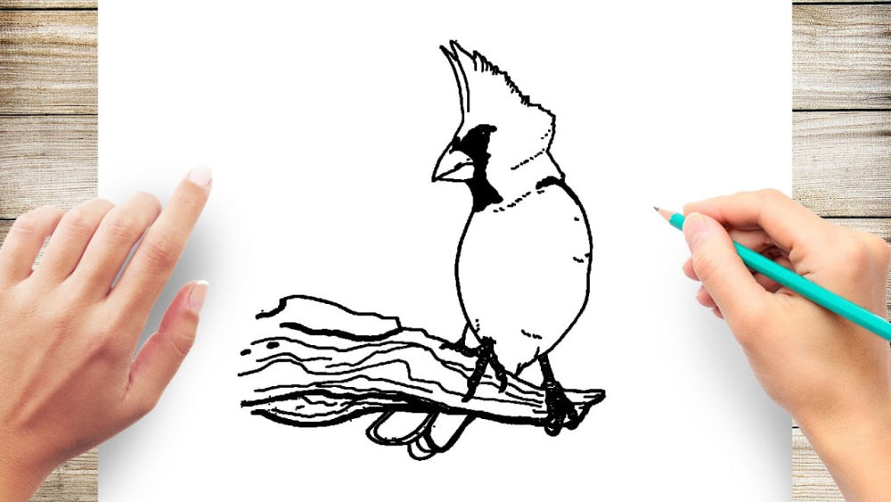 20 Easy Cardinal Drawing Ideas - Draw a Cardinal