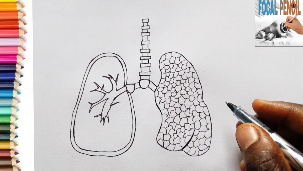 25 Easy Lungs Drawing Ideas - How to Draw Lungs