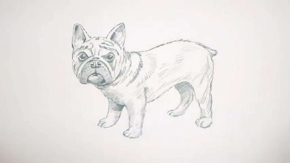 20 Easy French Bulldog Drawing Ideas - How to Draw