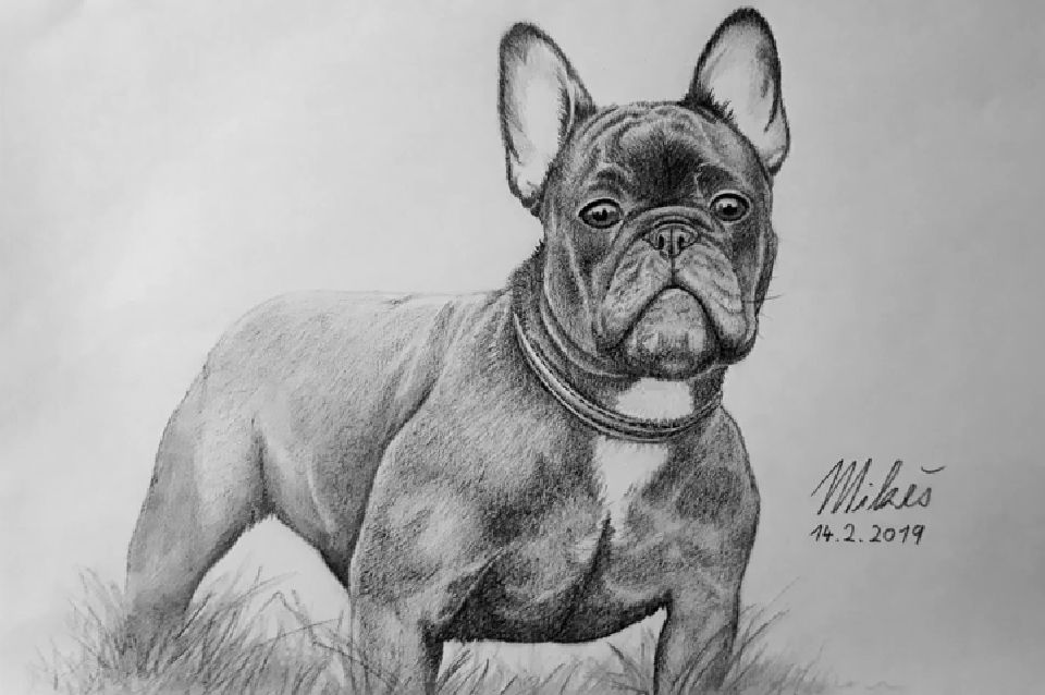 20 Easy French Bulldog Drawing Ideas - How to Draw