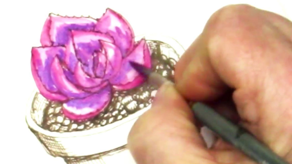 20 Easy Succulent Drawing Ideas - Draw a Succulent