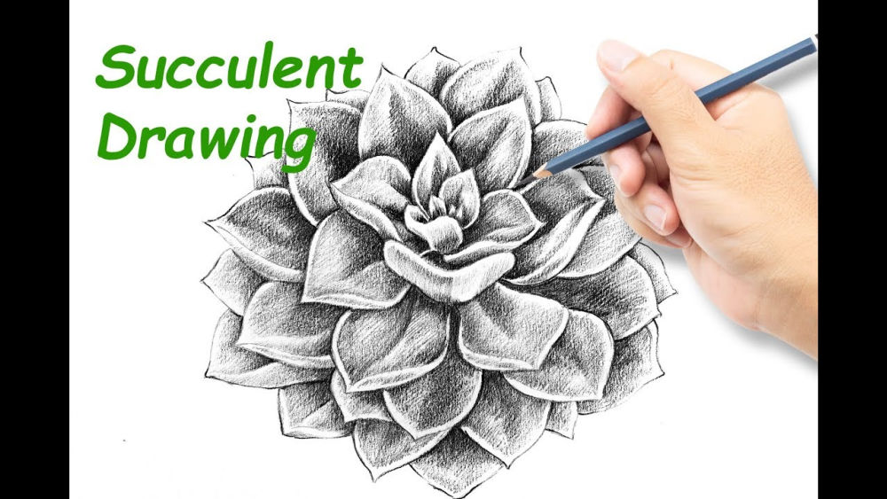 20 Easy Succulent Drawing Ideas - Draw a Succulent